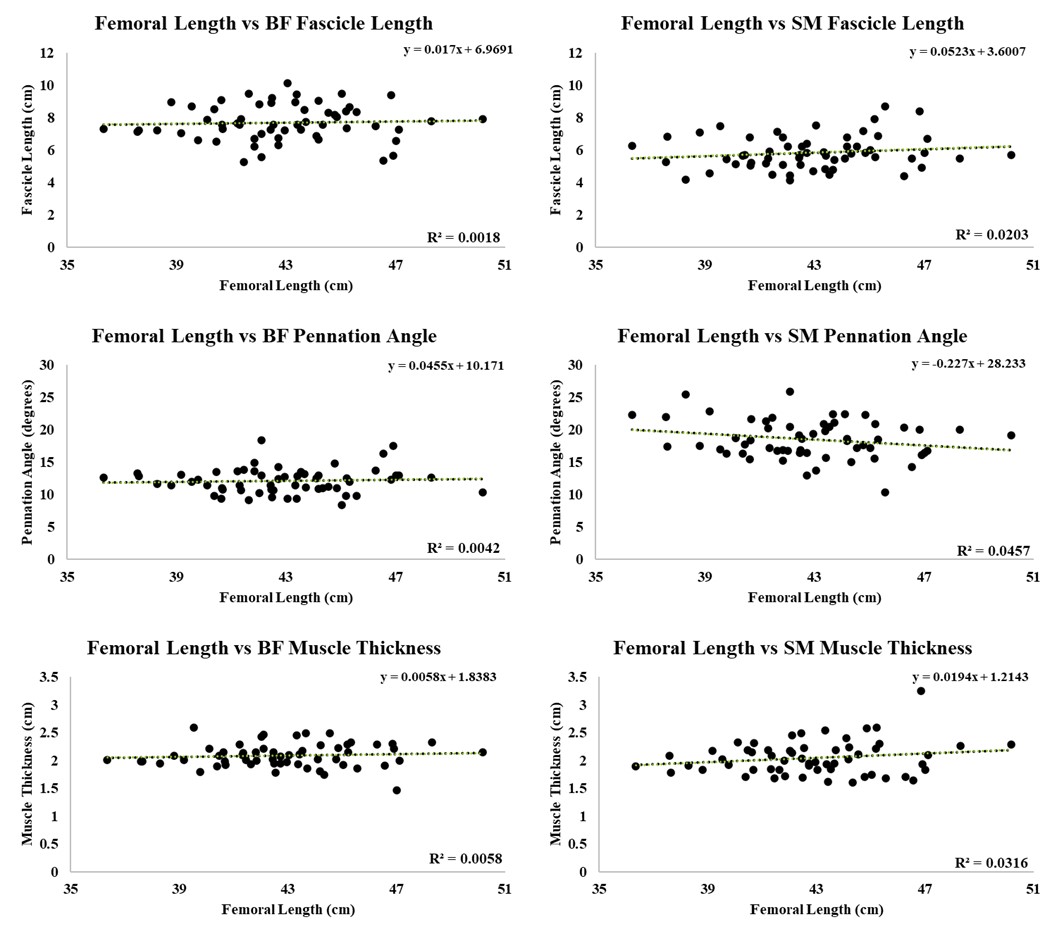 Correlations between hamstring muscle architecture, maturation and ...